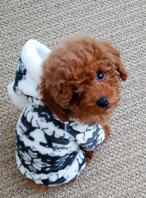 Most Popular Dog Breeds In Australia Smooth most-popular-dog-breeds-in-australia-smooth